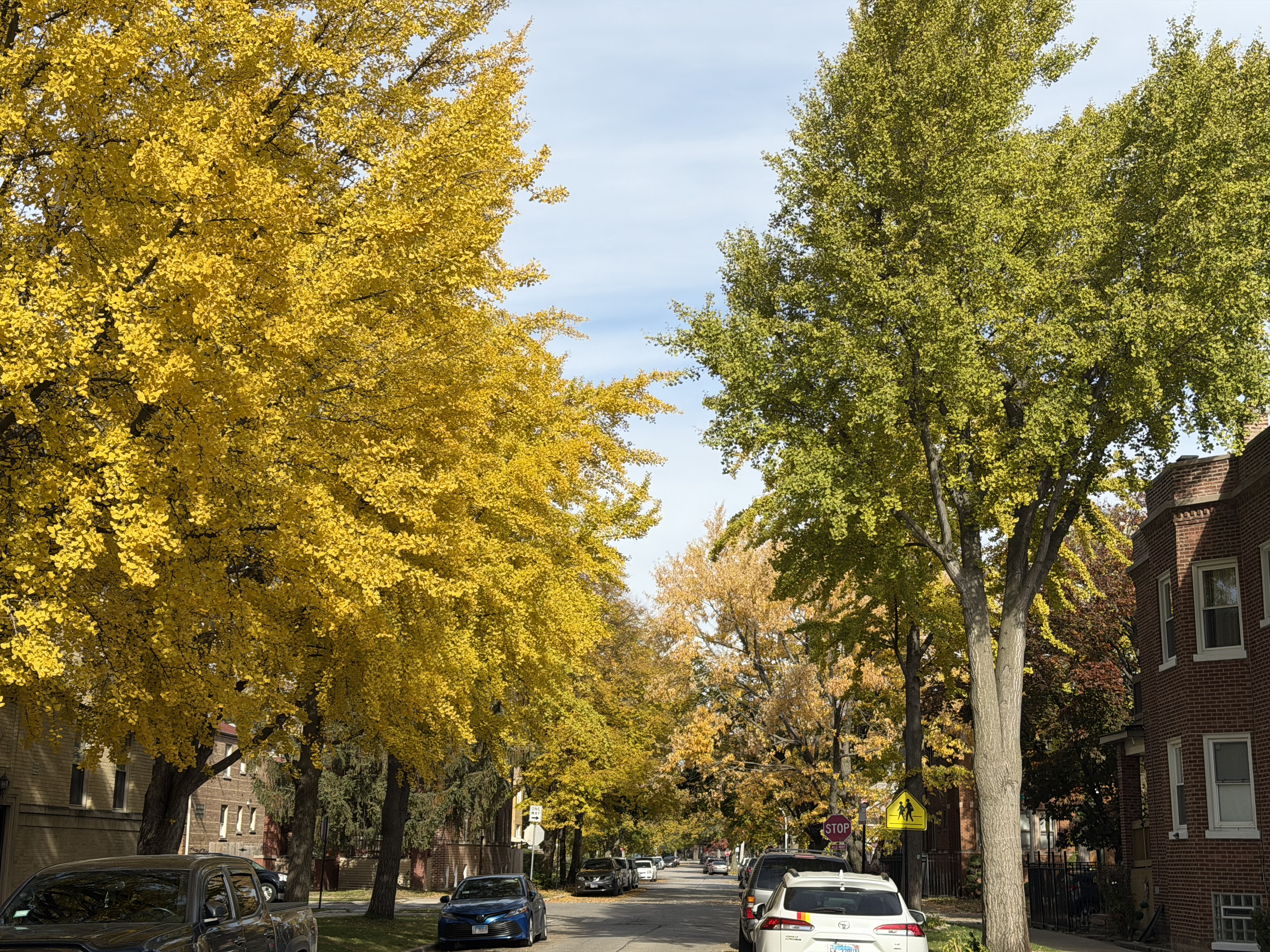 Chicago’s Fall Canopies of Color – Life on the Wicked Stage: Act 3