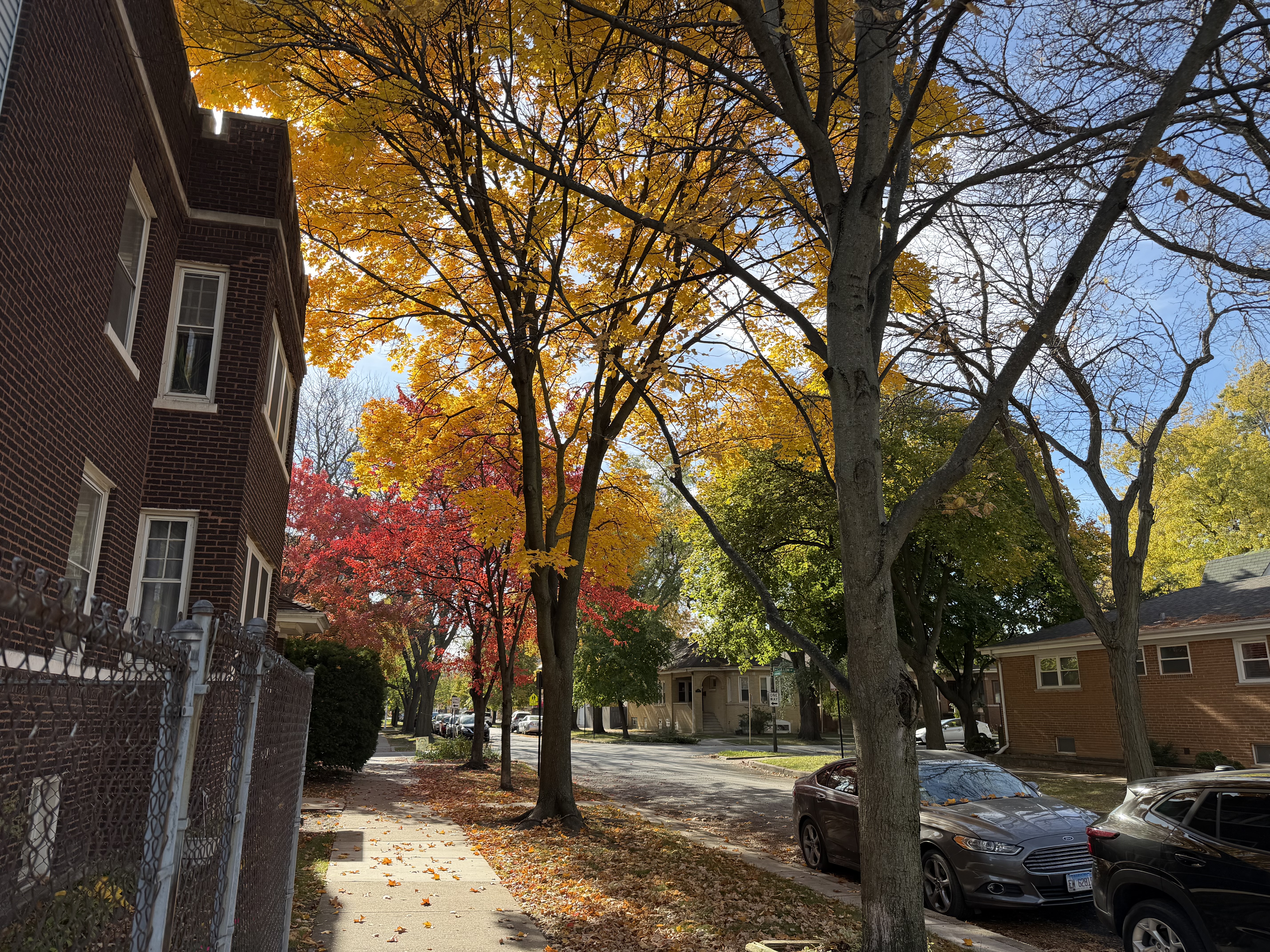Chicago’s Fall Canopies of Color – Life on the Wicked Stage: Act 3