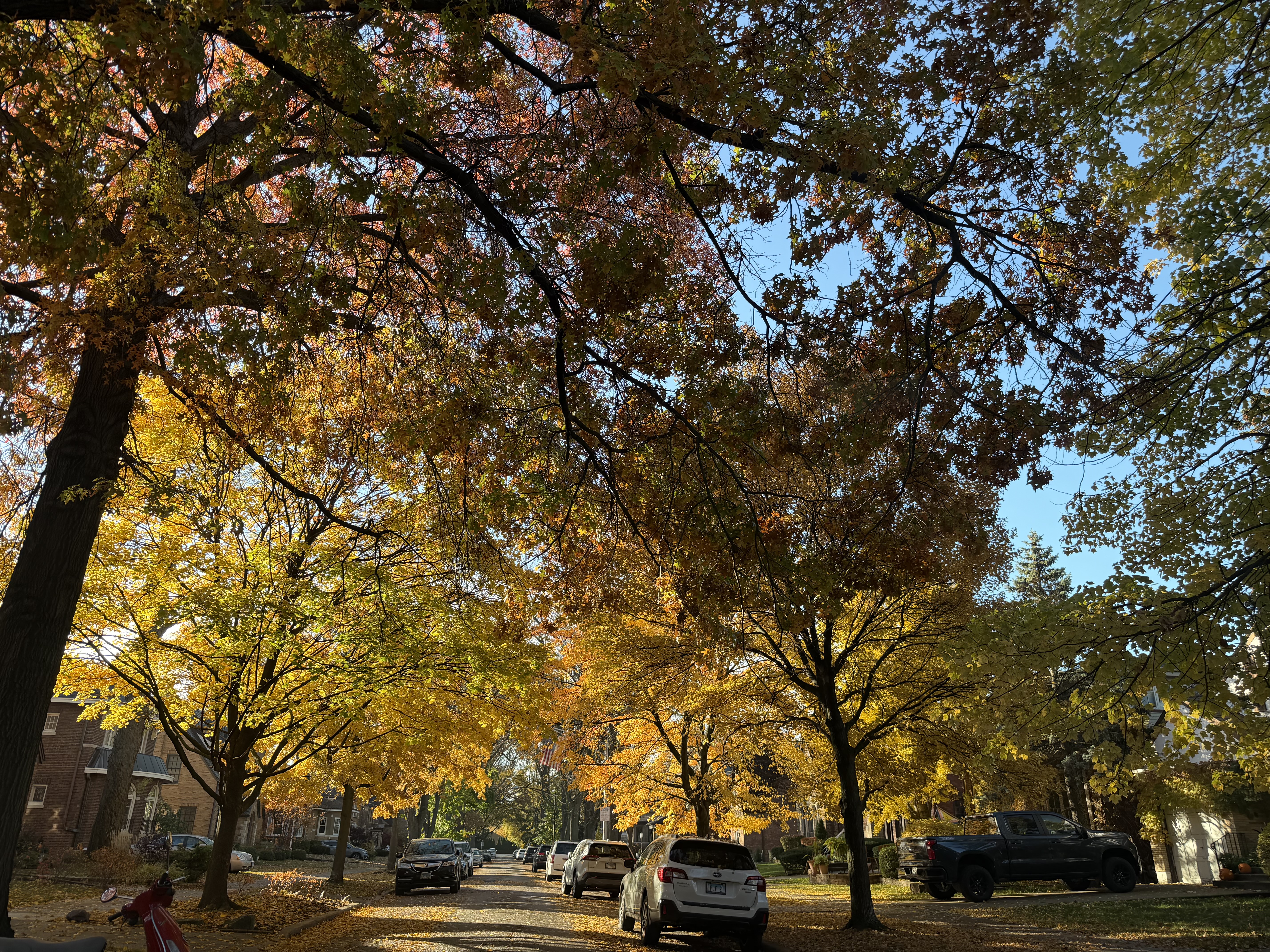 Chicago’s Fall Canopies of Color – Life on the Wicked Stage: Act 3